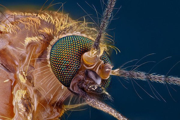 Know Your Enemy - The Mosquito - MosquitoNix®