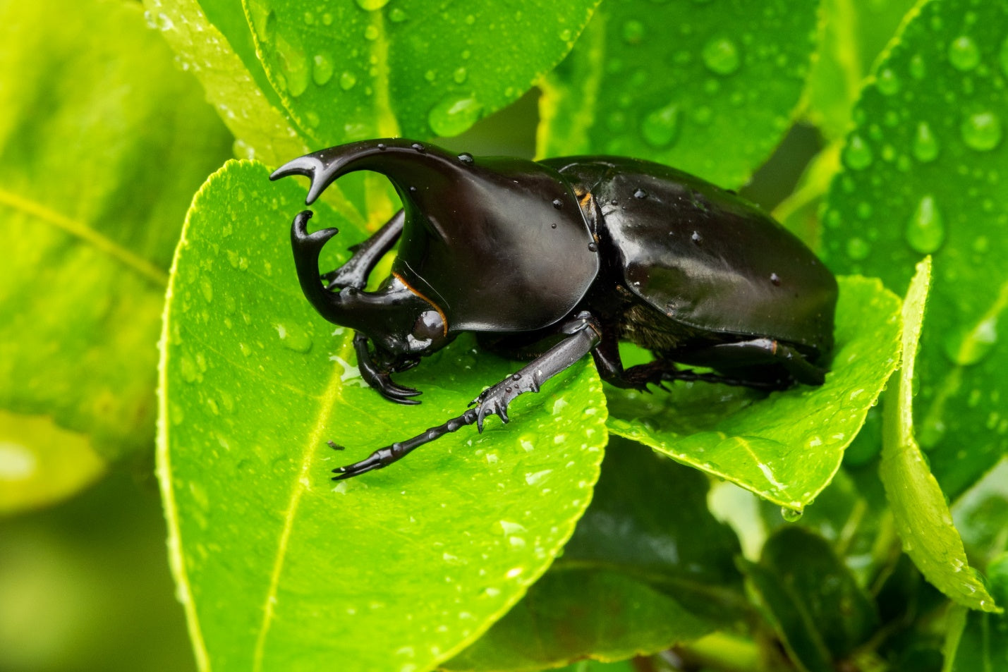 Impact of Climate Change on Insects: How Beetles are Adapting ...