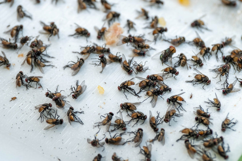 Fleas vs. Gnats: What's the Difference Between Them? - MosquitoNix®