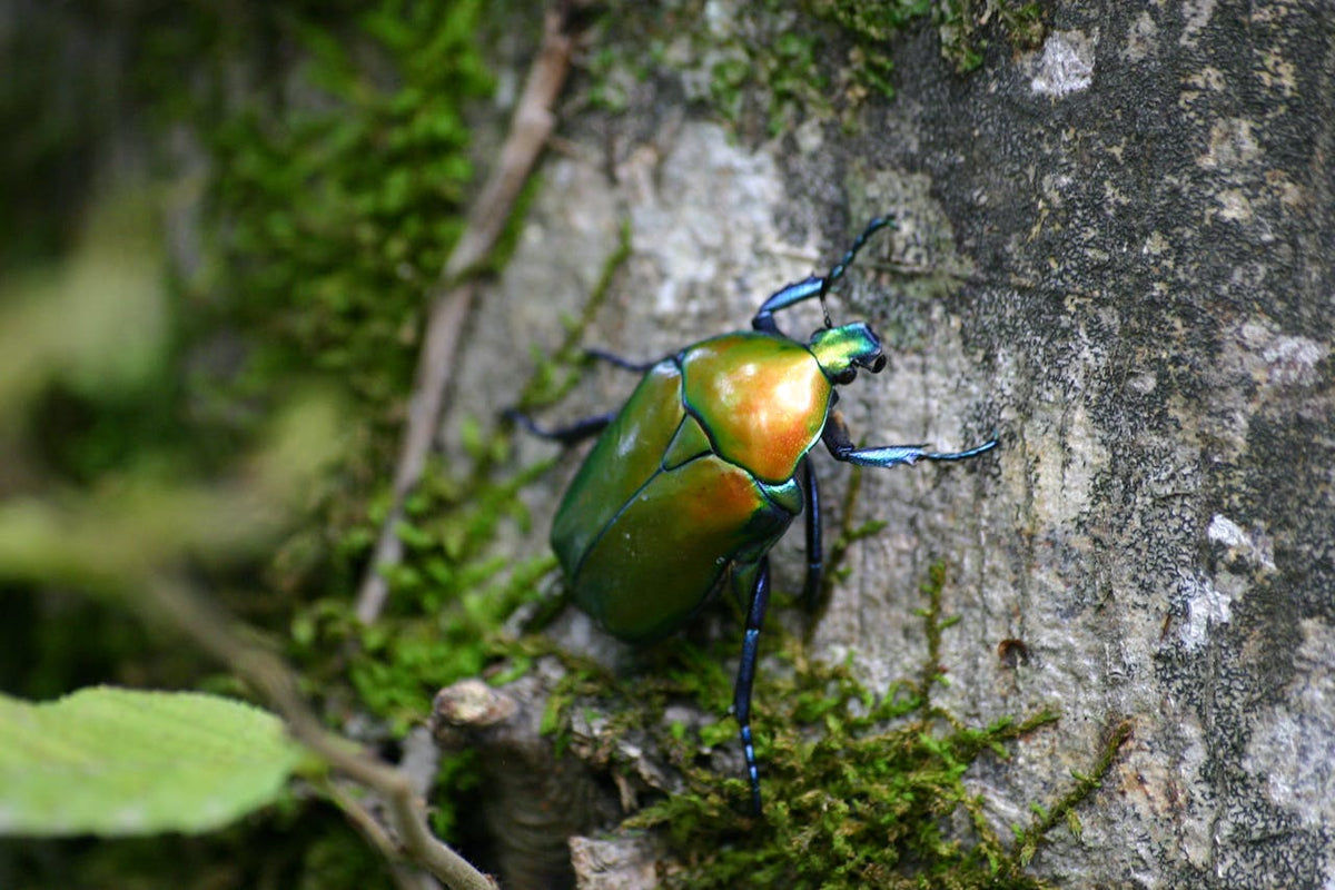 Identify and Prevent Beetles in Your Home - MosquitoNix®