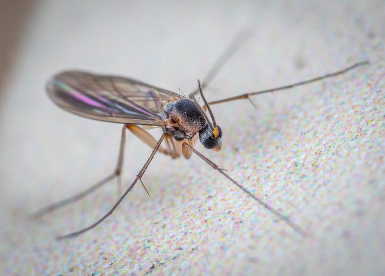 Helpful Tricks To Avoid No-See-Um Bites - MosquitoNix® - MosquitoNix®