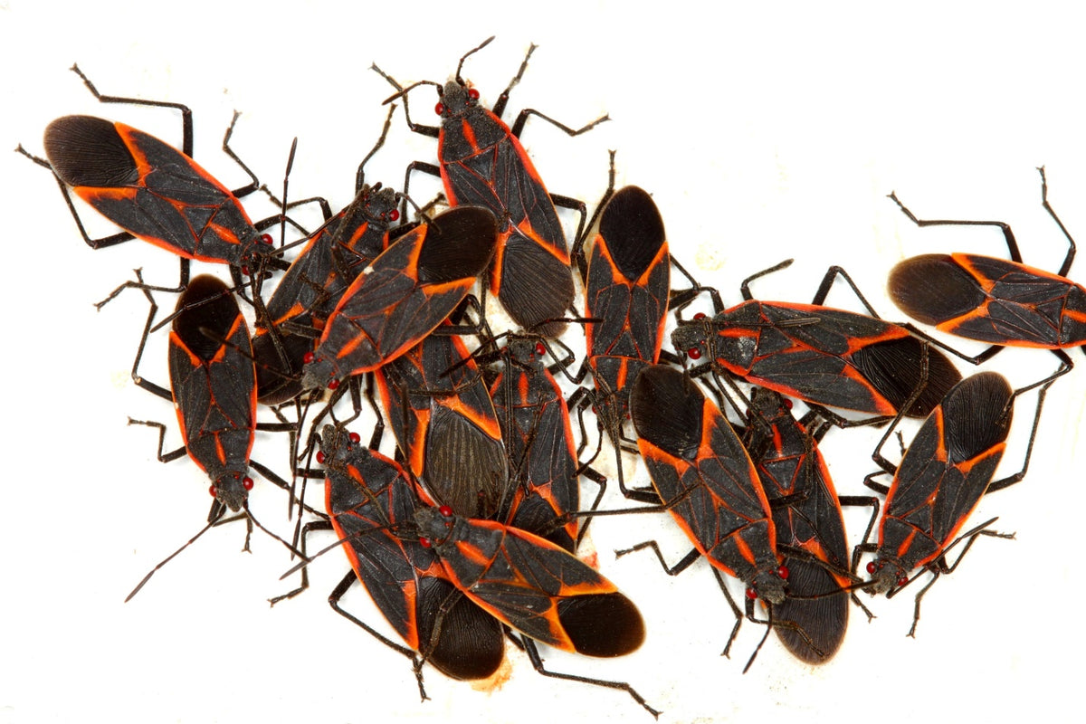 What You Need To Know About Boxelder Bugs - MosquitoNix®