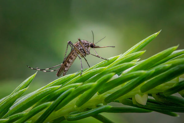These U.S. Cities Have the Most Mosquitoes - MosquitoNix®