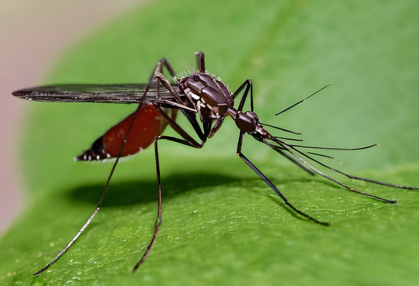 Exploring Elephant Mosquitos and Their Habitats - MosquitoNix®