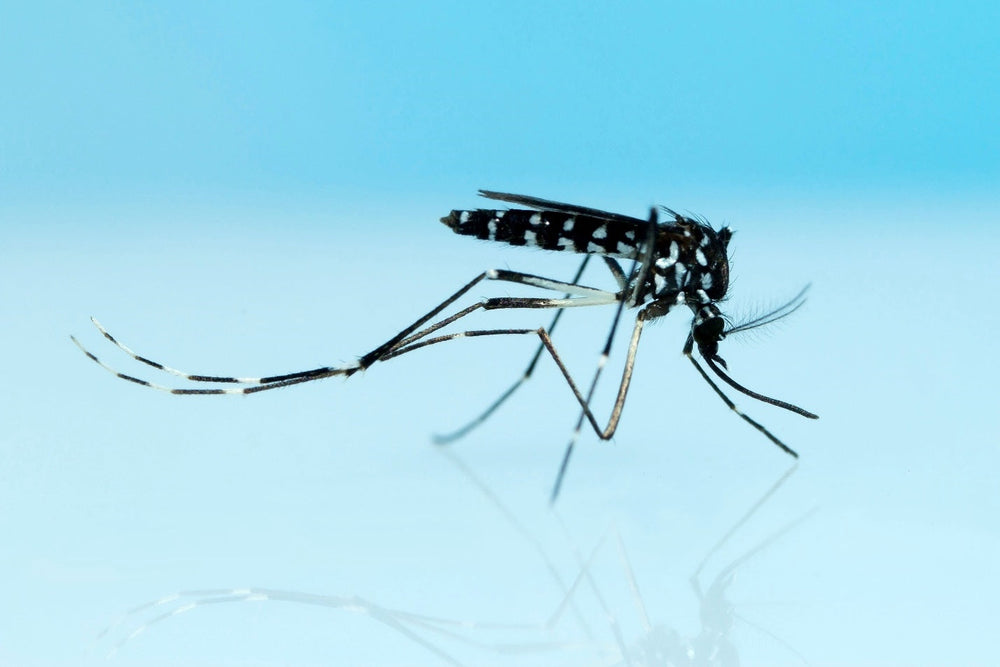 Meet The World's Biggest Mosquito: Goliath Insects - MosquitoNix®