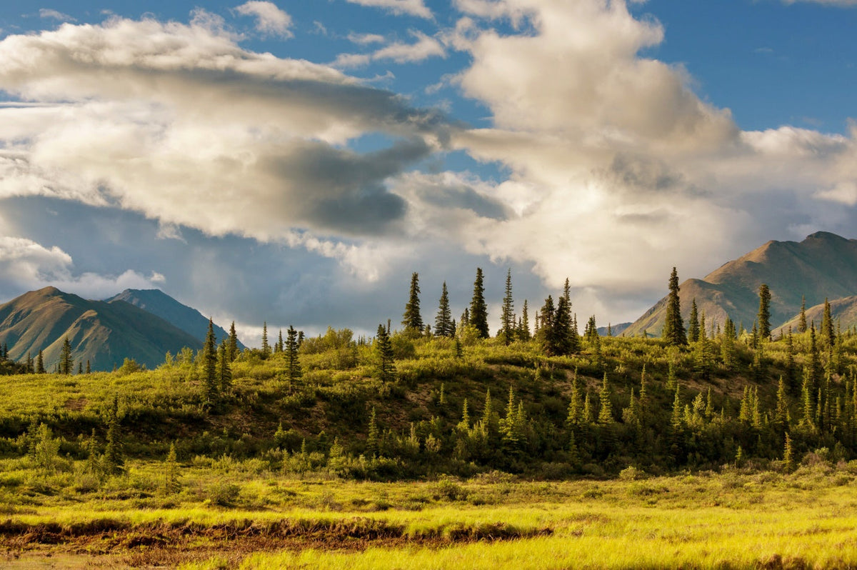 When is Mosquito Season in Alaska? - MosquitoNix - MosquitoNix®