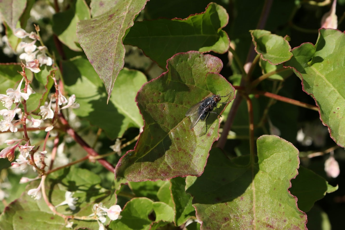 Understanding the Persistence of Flies - MosquitoNix®