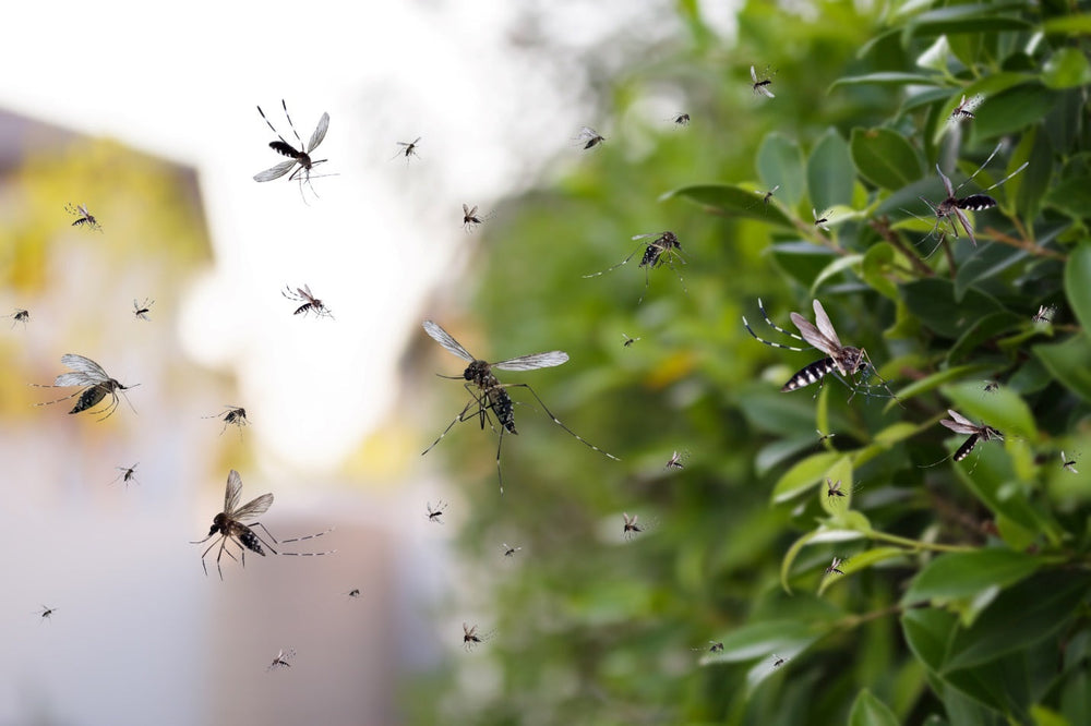 Hidden Heroes: How Mosquitoes Benefit Our Ecosystem - MosquitoNix®