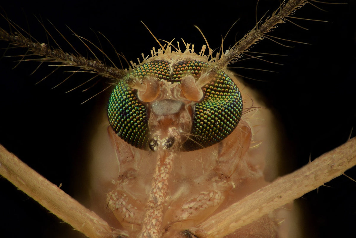 Basic Mosquito Anatomy & Body Parts - MosquitoNix - MosquitoNix®