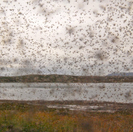 Effective Mosquito Misting System for Yards - MosquitoNix®