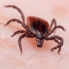 Effective Mosquito Misting System for Yards - MosquitoNix®