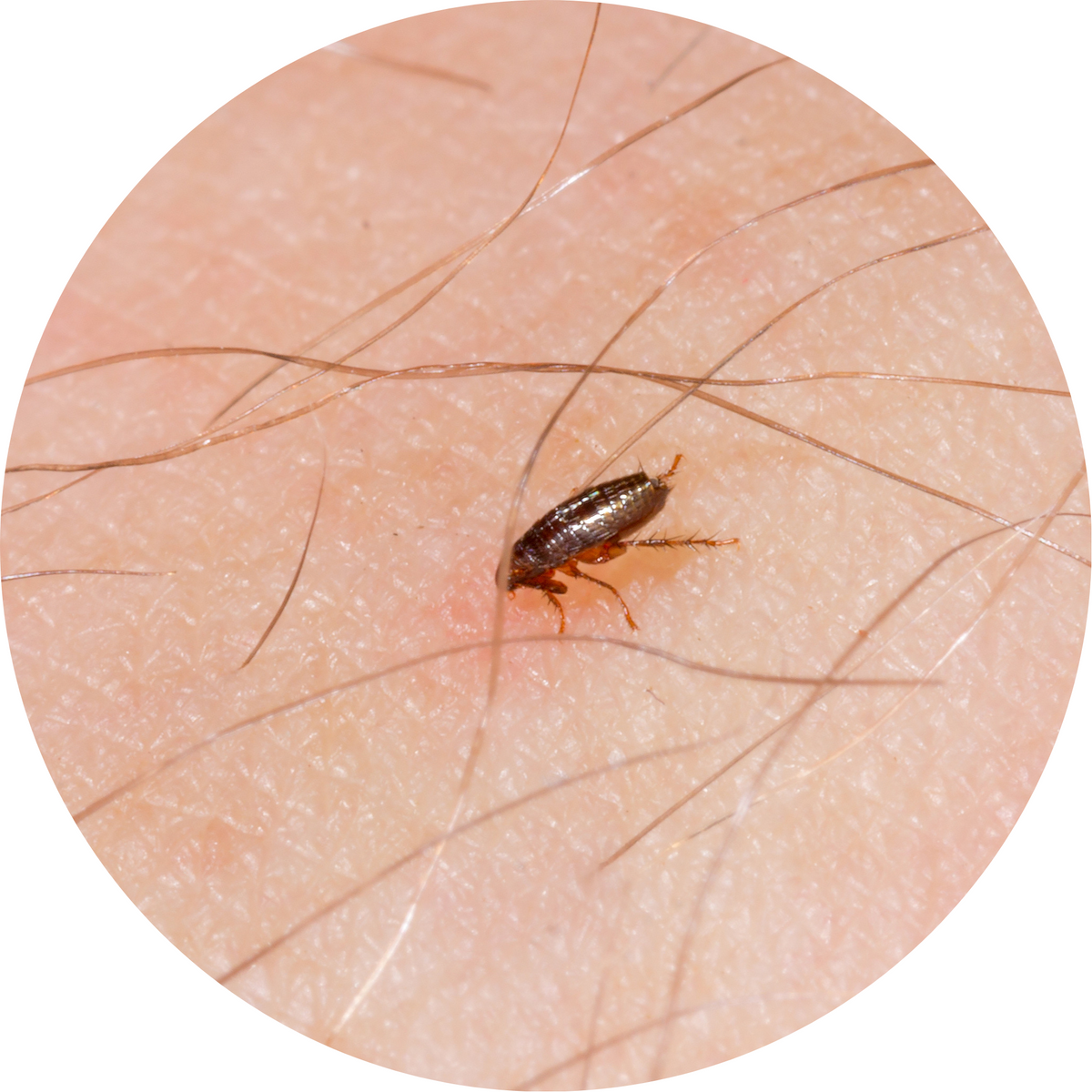 Effective Mosquito Misting System for Yards - MosquitoNix®