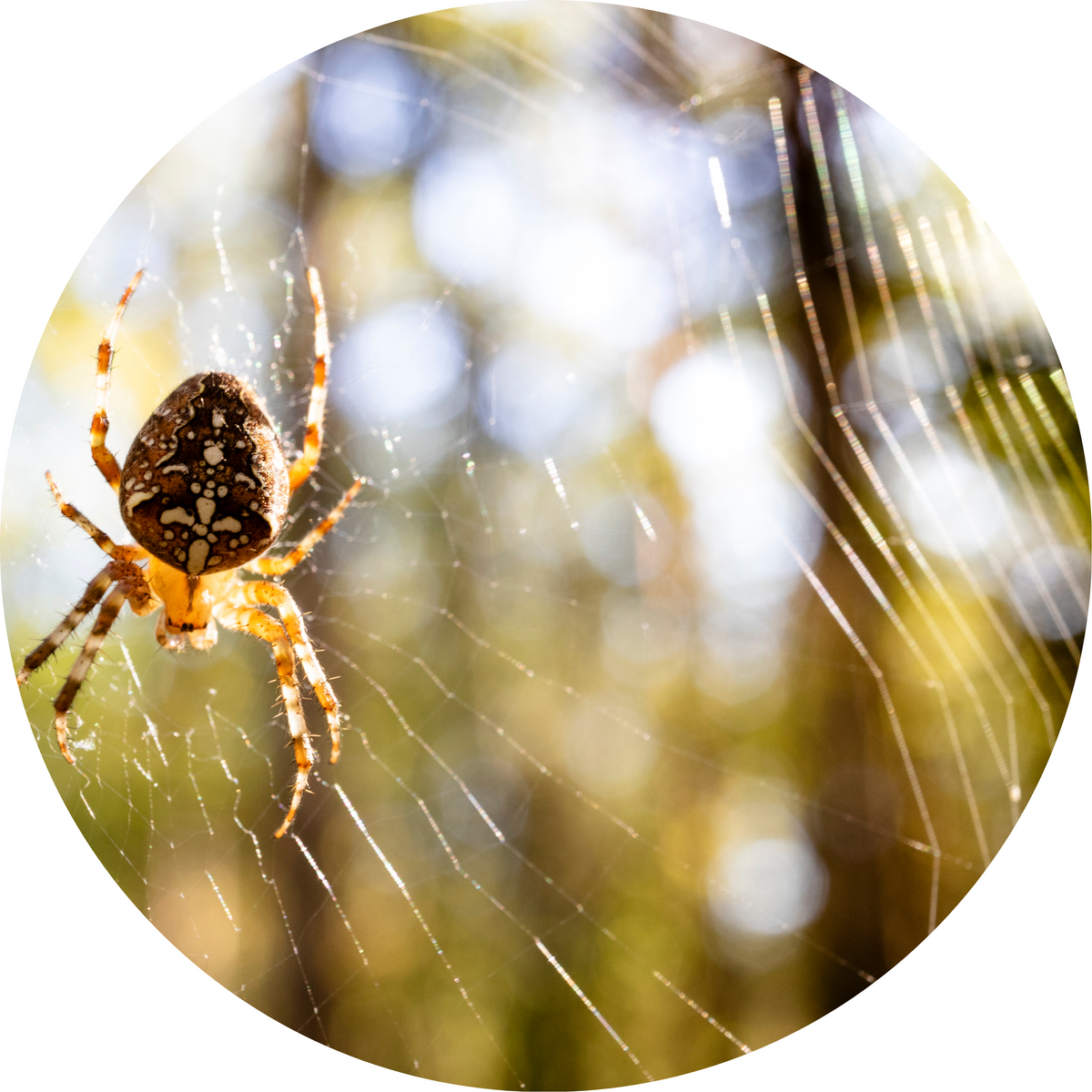 Effective Mosquito Misting System for Yards - MosquitoNix®